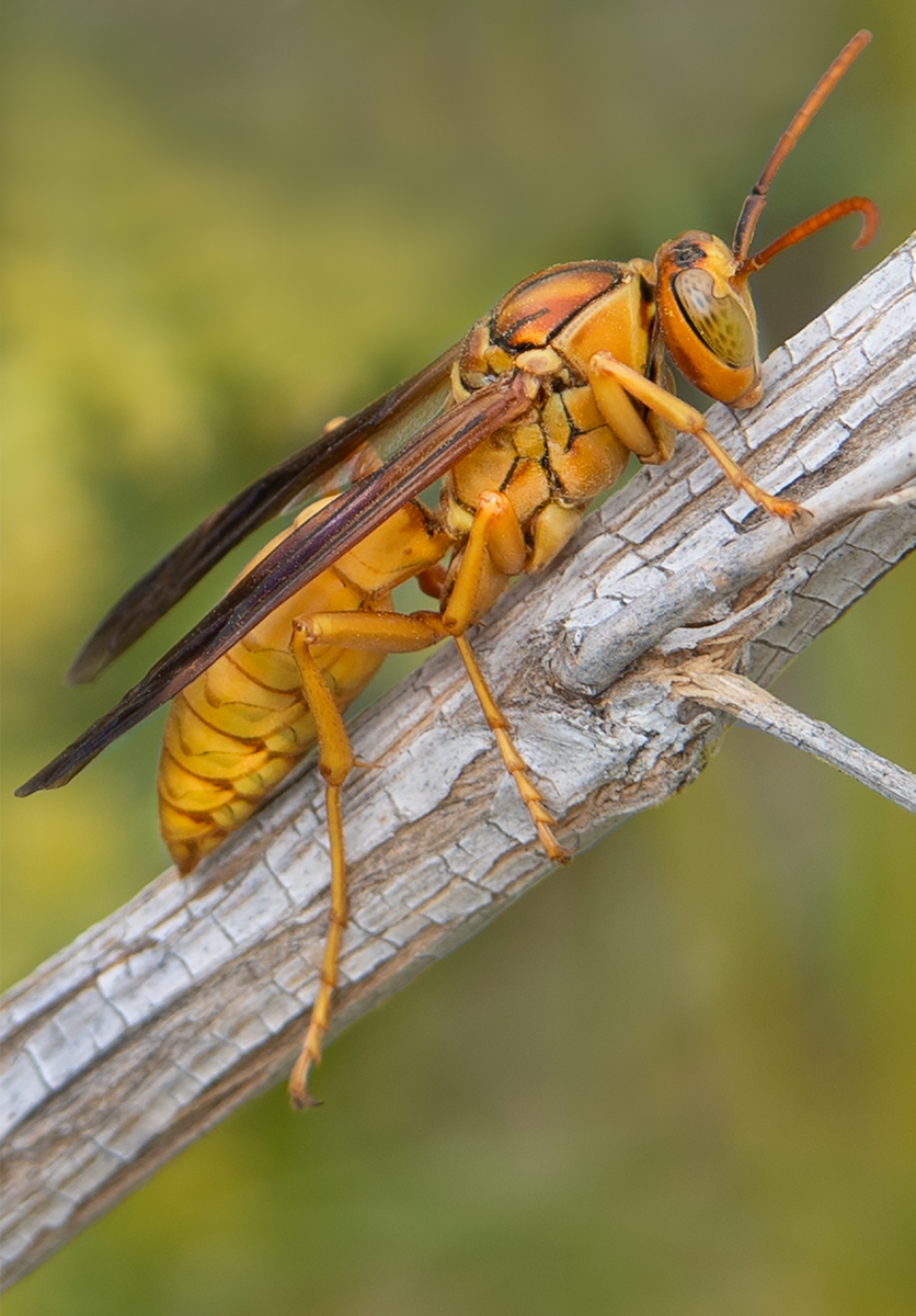 Golden Paper Wasp (male Polistes flavus), Desert Broom v-117 – BeeStill ...