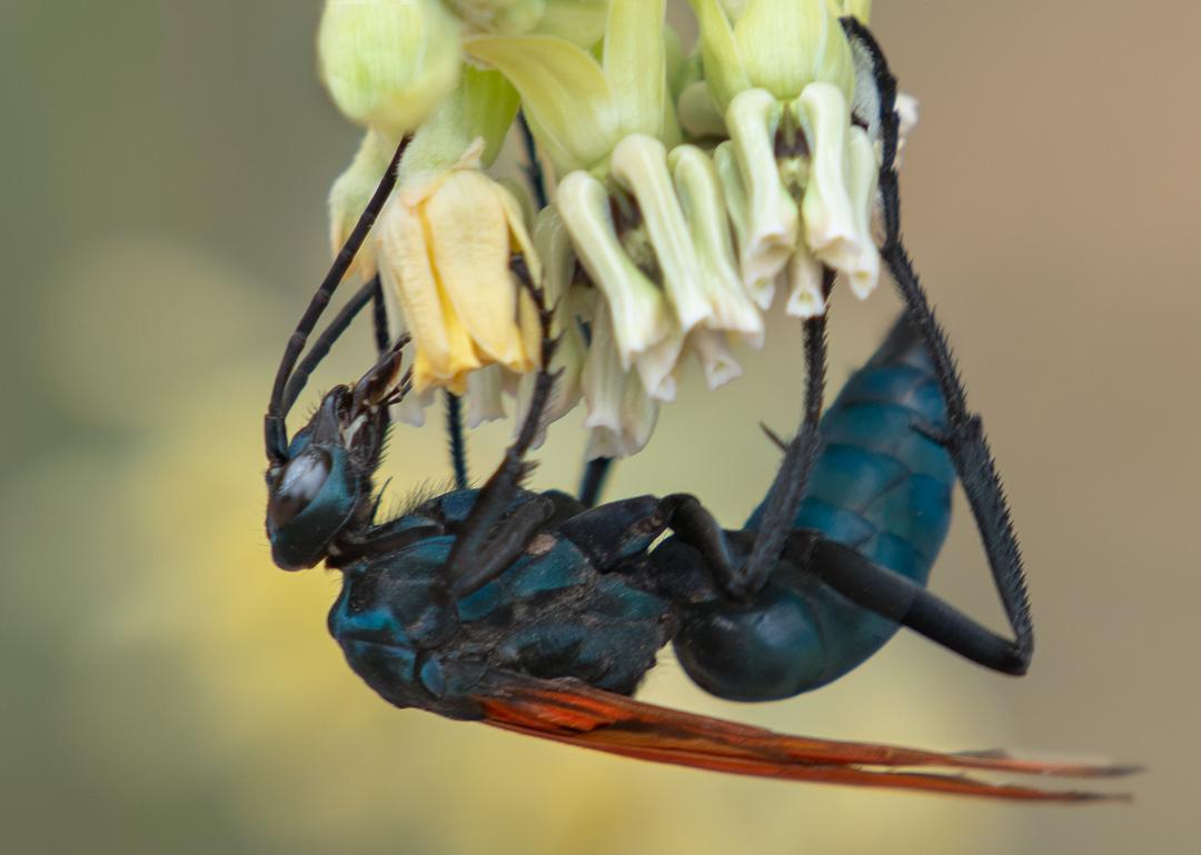 Tarantula Hawk, Desert Milkweed TH-23 – BeeStill Archival Cards & Prints
