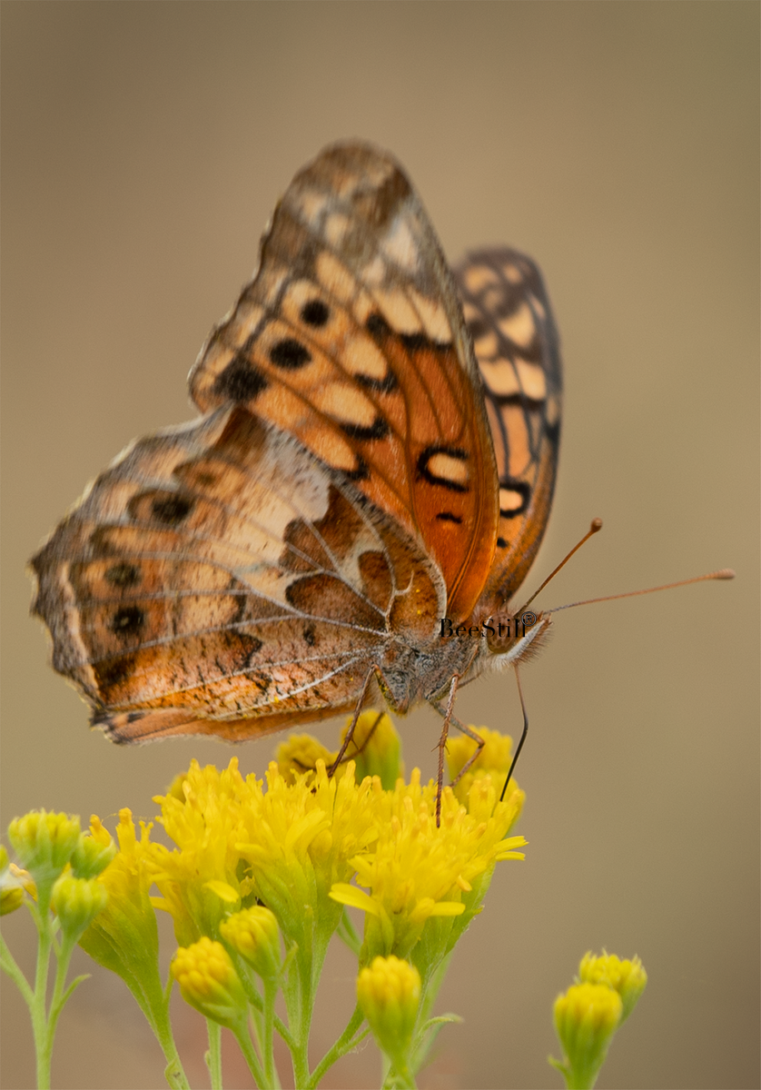 Variegated Fritillary, Thimblehead v-110 – BeeStill Archival Cards & Prints