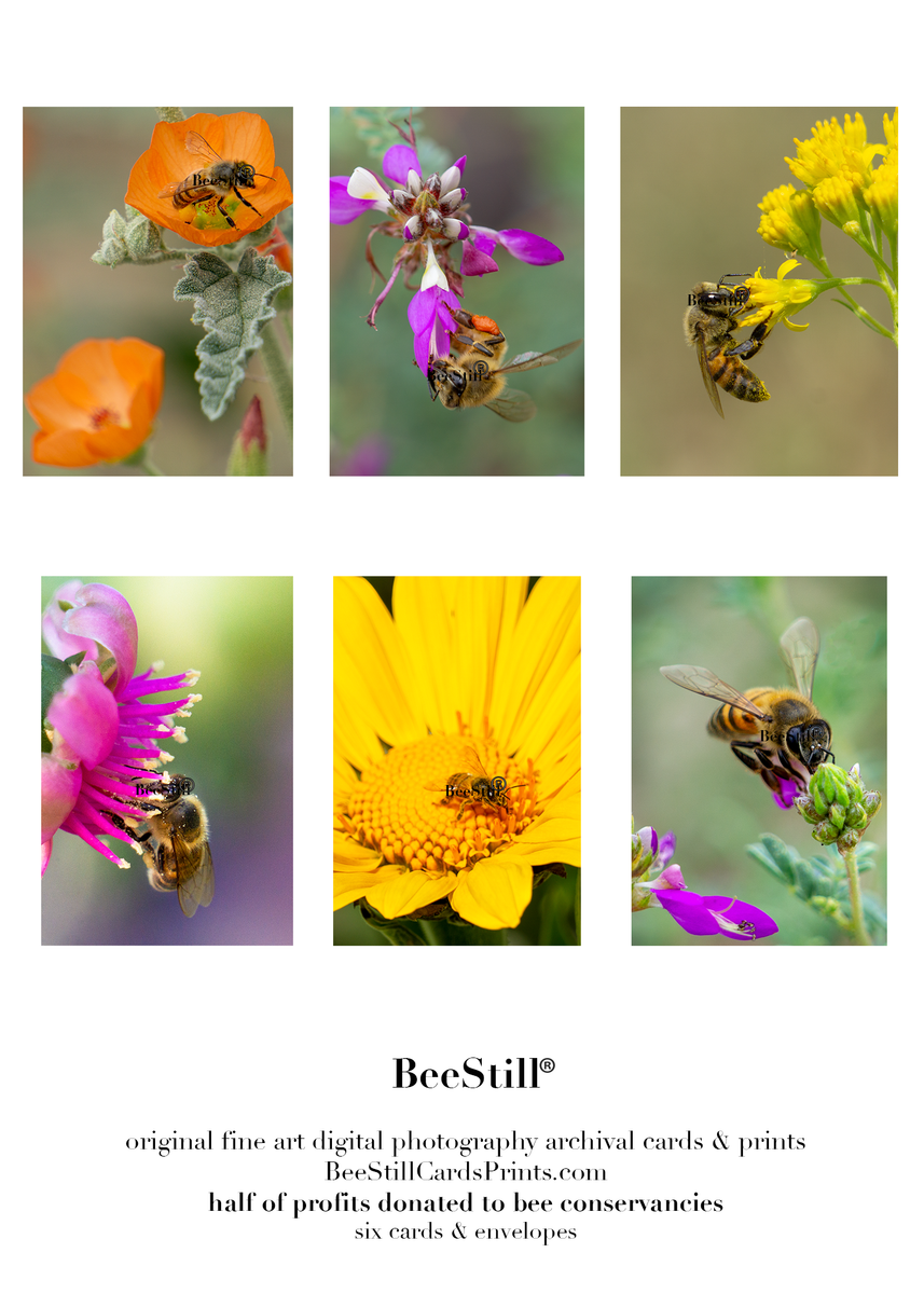 set of 6 archival cards: Honey Bees s-06 – BeeStill Archival Cards & Prints