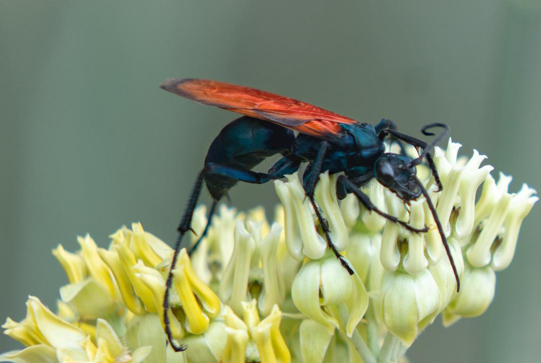 Tarantula Hawk, Desert Milkweed TH-13 – BeeStill Archival Cards & Prints