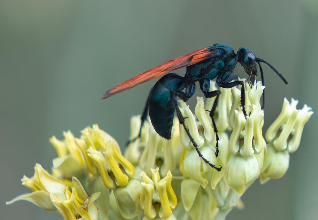 Tarantula Hawk, Desert Milkweed TH-02 – BeeStill Archival Cards & Prints