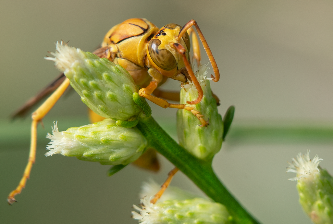 Golden Paper Wasp, Desert Broom h-145 – BeeStill Archival Cards & Prints