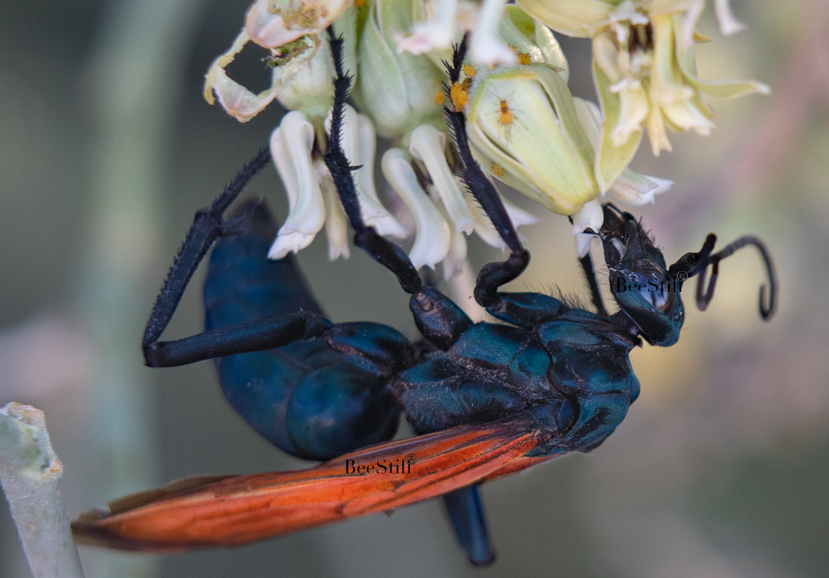 Tarantula Hawk, Desert Milkweed TH-07 – BeeStill Archival Cards & Prints