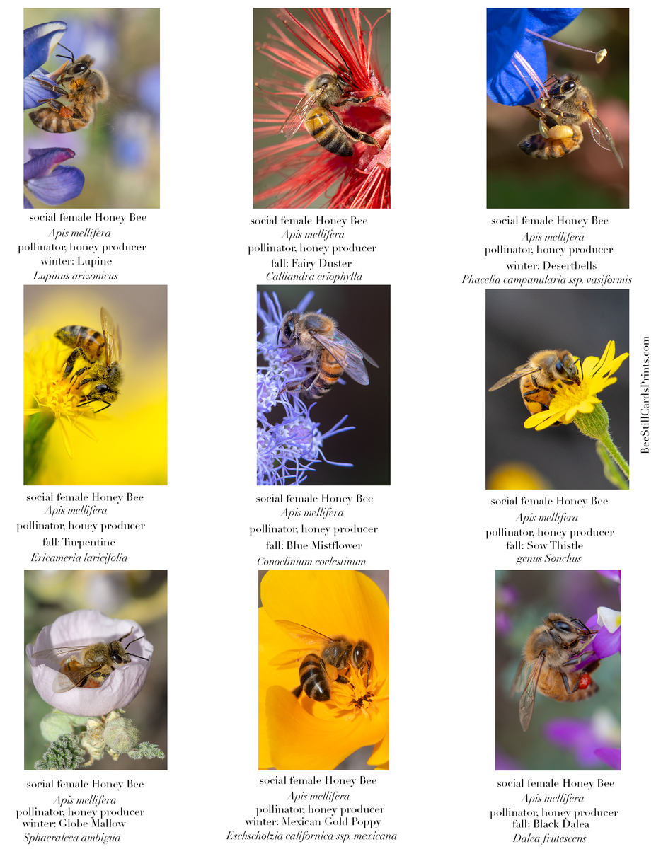 Honey Bees LM-01 – BeeStill Archival Cards & Prints
