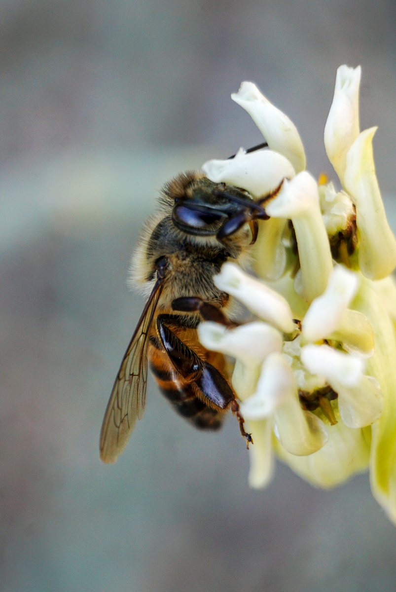 Honey Bee, Desert Milkweed SP-HB- – BeeStill Archival Cards & Prints
