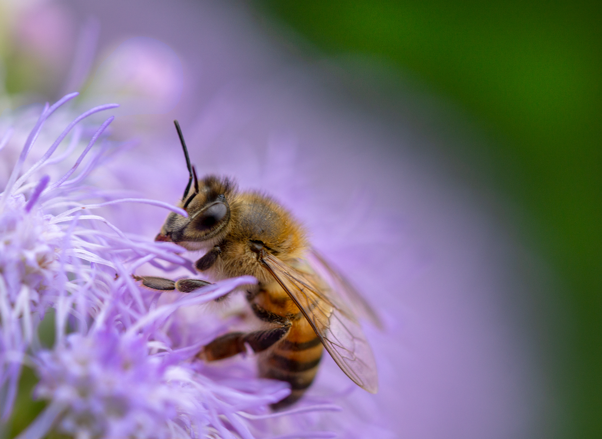 Honey Bee, Blue Mistflower h-72 – BeeStill Archival Cards & Prints