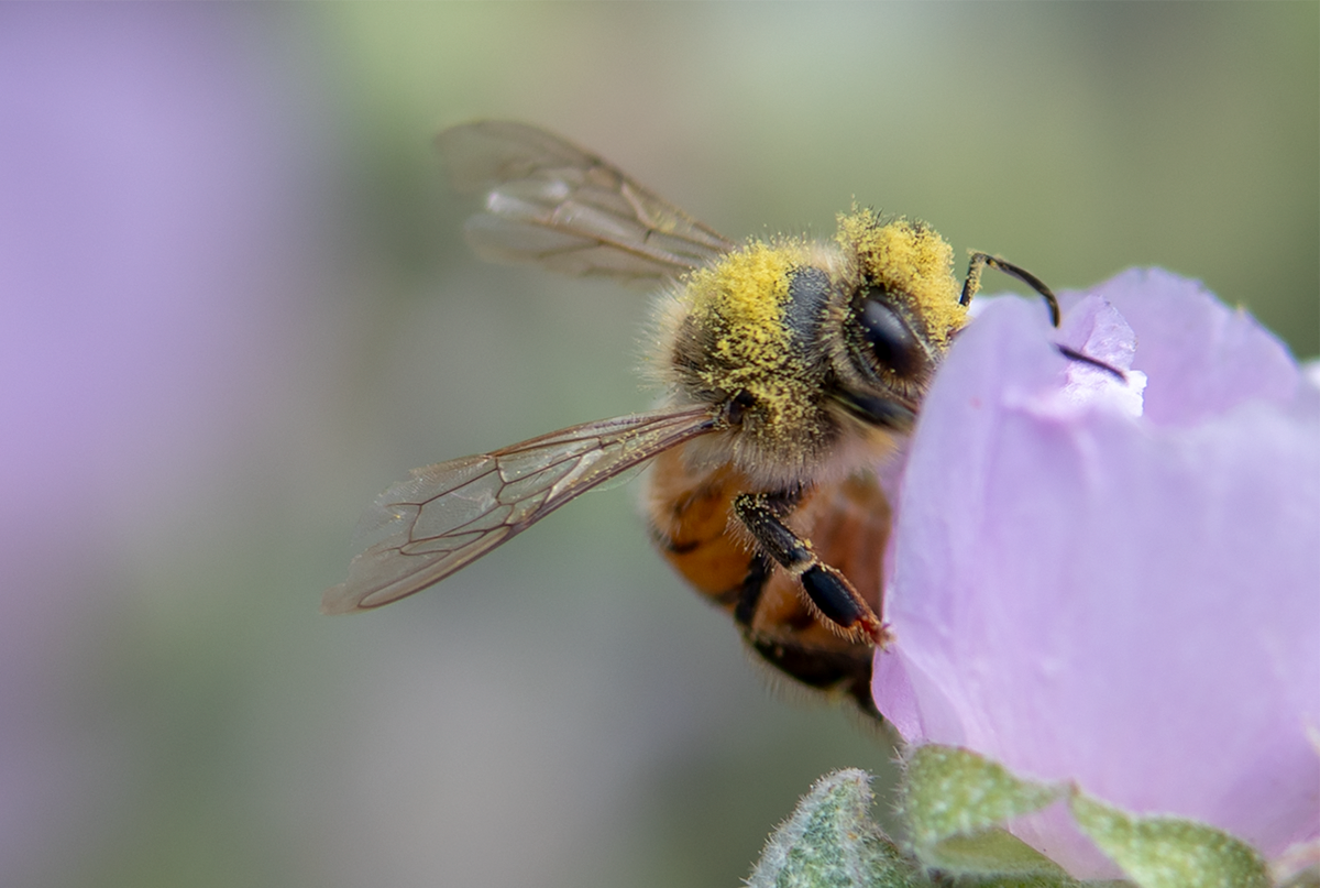 Honey Bee, Globe Mallow h-21 – BeeStill Archival Cards & Prints