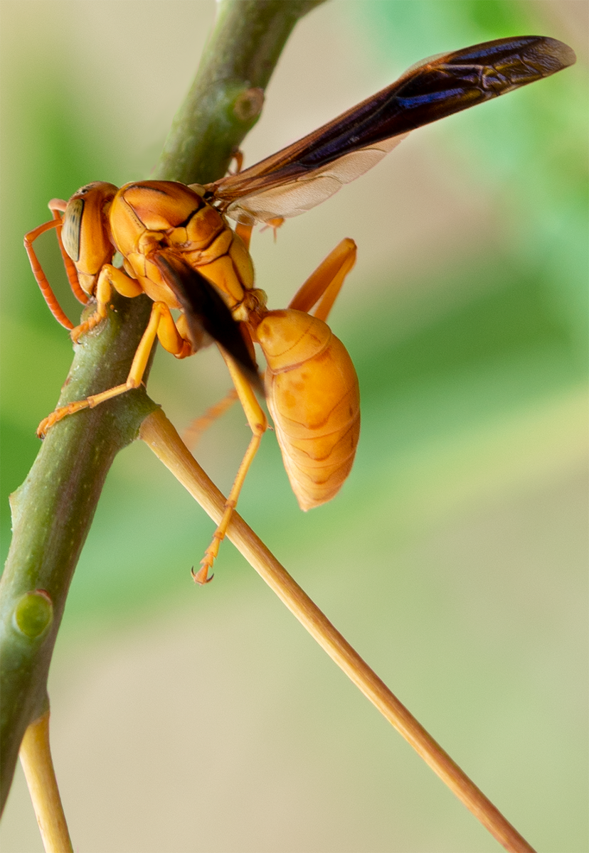 Golden Paper Wasp, Polistes flavus, Red Bird of Paradise v-83 ...