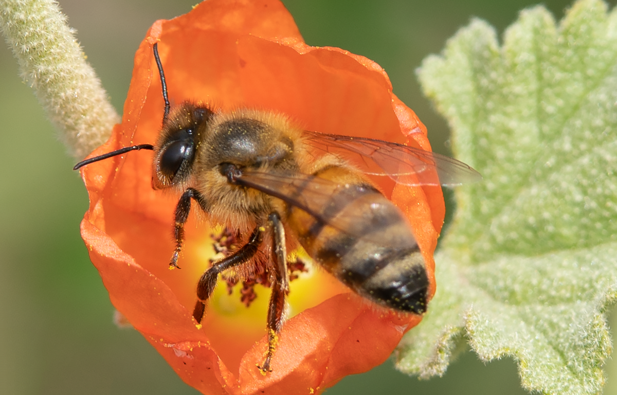 Magic: Honey Bee, Globe Mallow h-58 – BeeStill Archival Cards & Prints