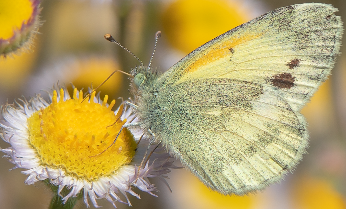 Dainty Sulphur, Alkali Marsh Aster h-117 – BeeStill Archival Cards & Prints