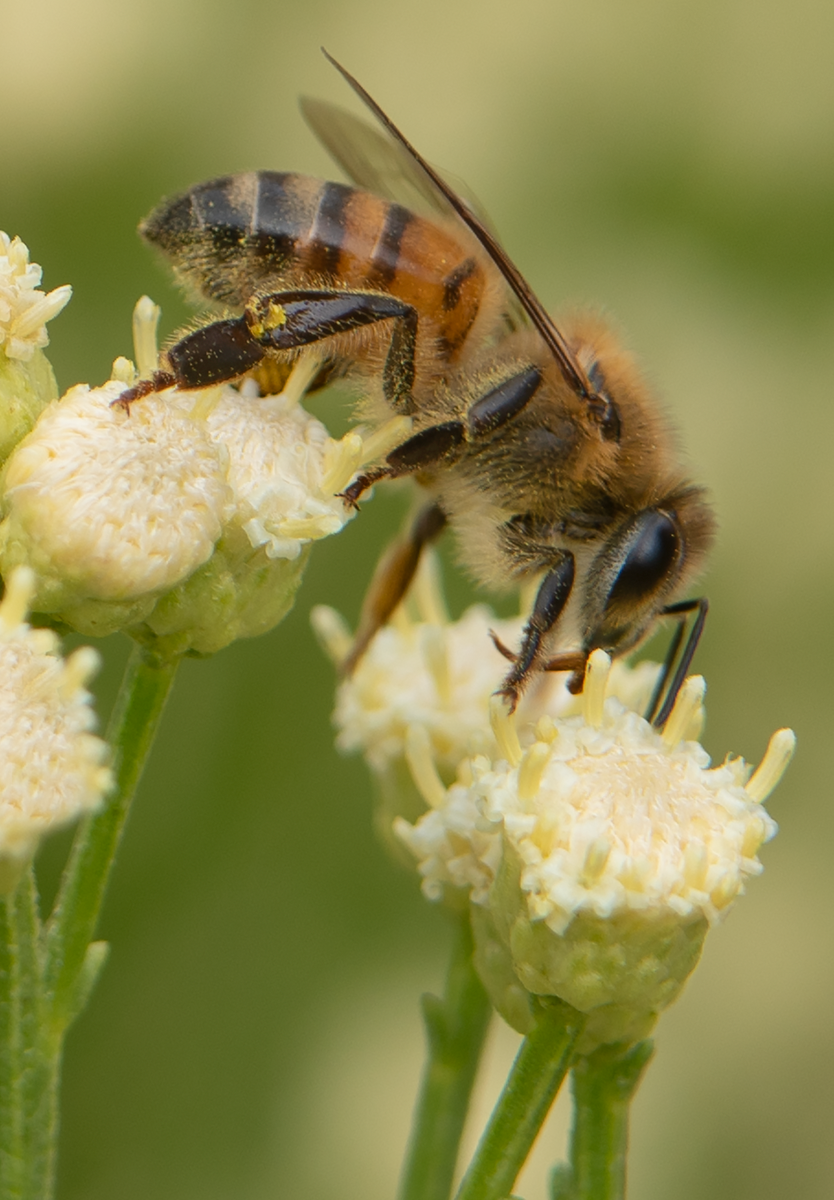 Honey Bee, Desert Broom v-80 – BeeStill Archival Cards & Prints