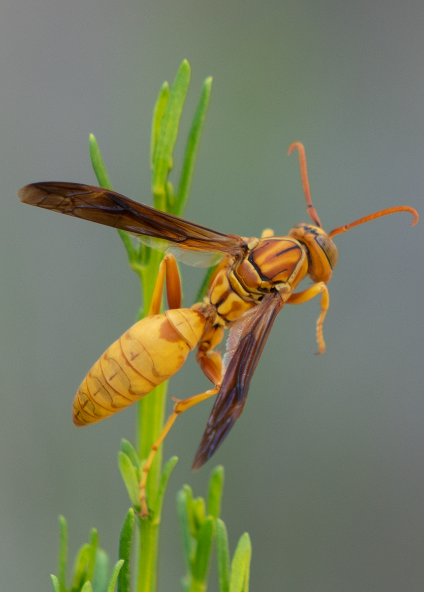 Golden Paper Wasp (male Polistes flavus), Desert Broom – BeeStill ...